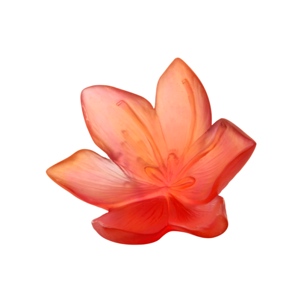 saffron flowering time